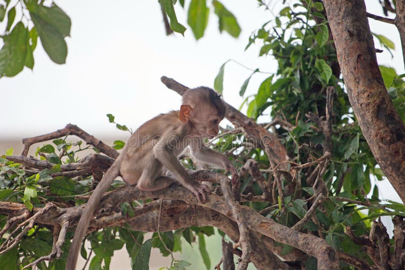 Cute monkey stock photo. Image of tree, natural, fauna - 184544456