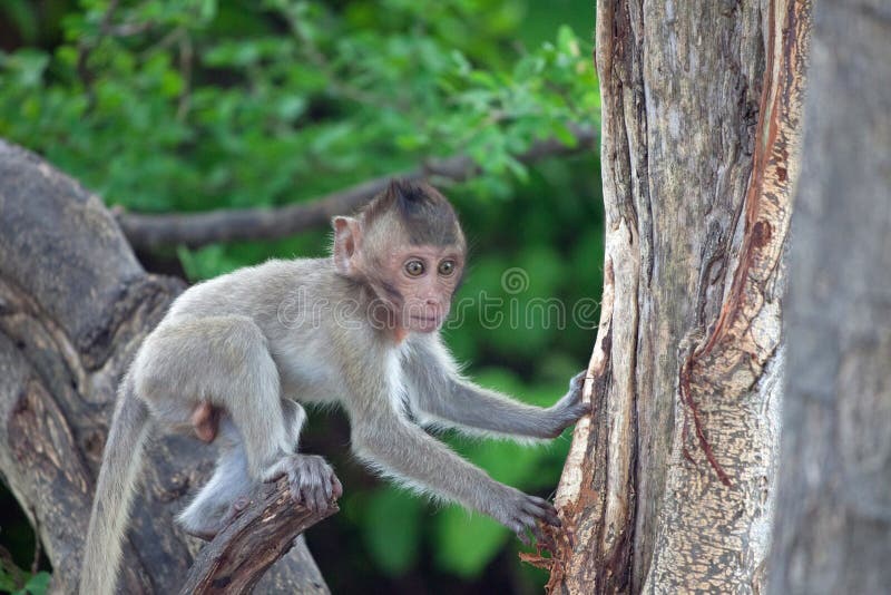 Cute monkey stock image. Image of funny, wildlife, mammal - 188131101