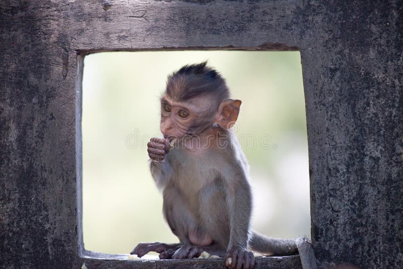 Cute monkey stock photo. Image of natural, monkey, primate - 194626226