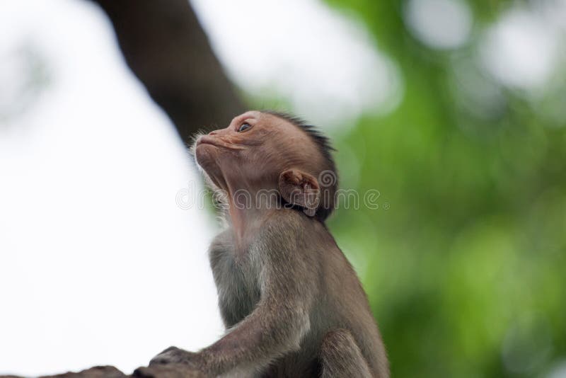 Cute monkey stock photo. Image of tree, monkey, primate - 184029178