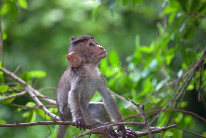 Cute monkey stock photo. Image of funny, tree, wildlife - 184029400
