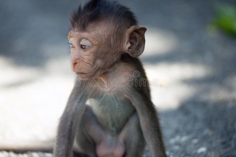 Cute monkey stock photo. Image of organism, monkey, wildlife - 187342014