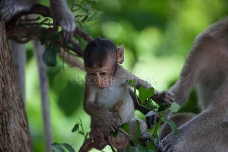 Cute monkey stock photo. Image of wildlife, forest, mammal - 193918952