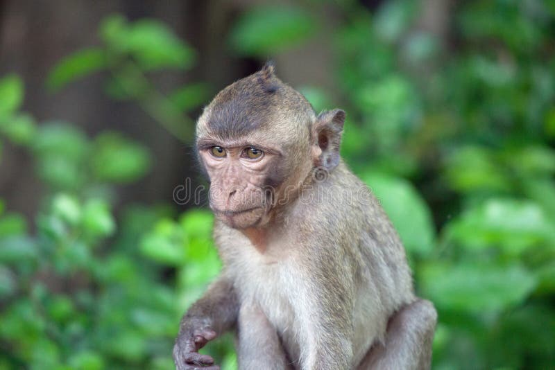 Cute monkey stock image. Image of snout, forest, monkey - 196381253