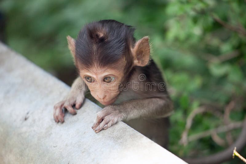 Cute monkey stock photo. Image of organism, funny, forest - 196928516