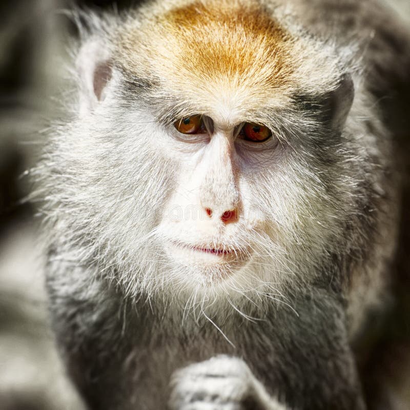 Cute Monkey Portrait stock image. Image of looking, wildlife - 100226111