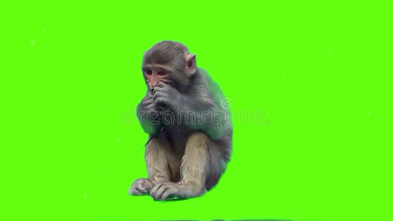 Cute Monkey Primate Ape Animal on Green Screen Stock Video - Video of ...