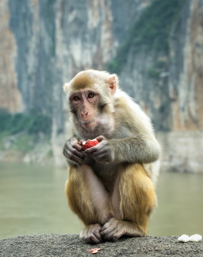 Monkeys stock image. Image of macaque, monkey, mammal - 285360179