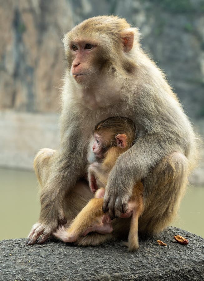 Monkeys stock photo. Image of rodent, whiskers, primate - 285360270