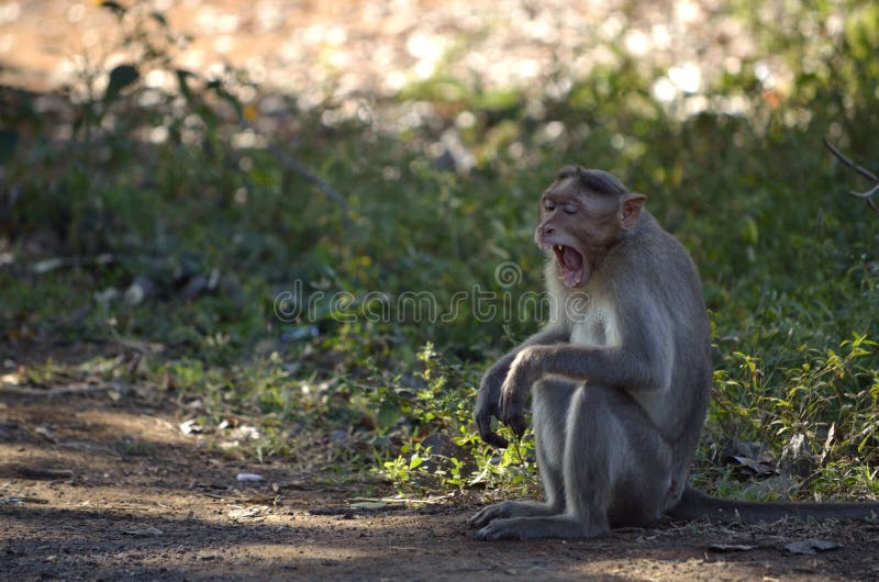 Cute Monkey Shows Terror Face with Yawning Stock Image - Image of koala ...