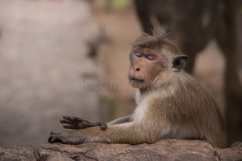 432 Side Profile Monkey Stock Photos - Free & Royalty-Free Stock Photos ...