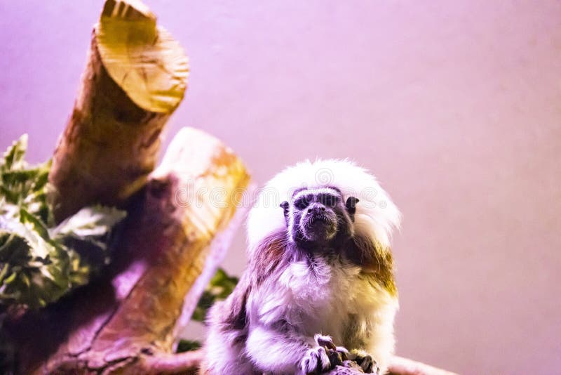 Cute Monkey Sitting in Cage on Farm Stock Photo - Image of primate ...