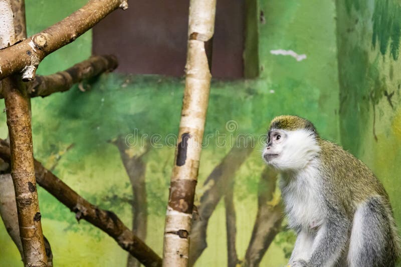 Cute Monkey Sitting in Cage on Farm Stock Image - Image of creature ...