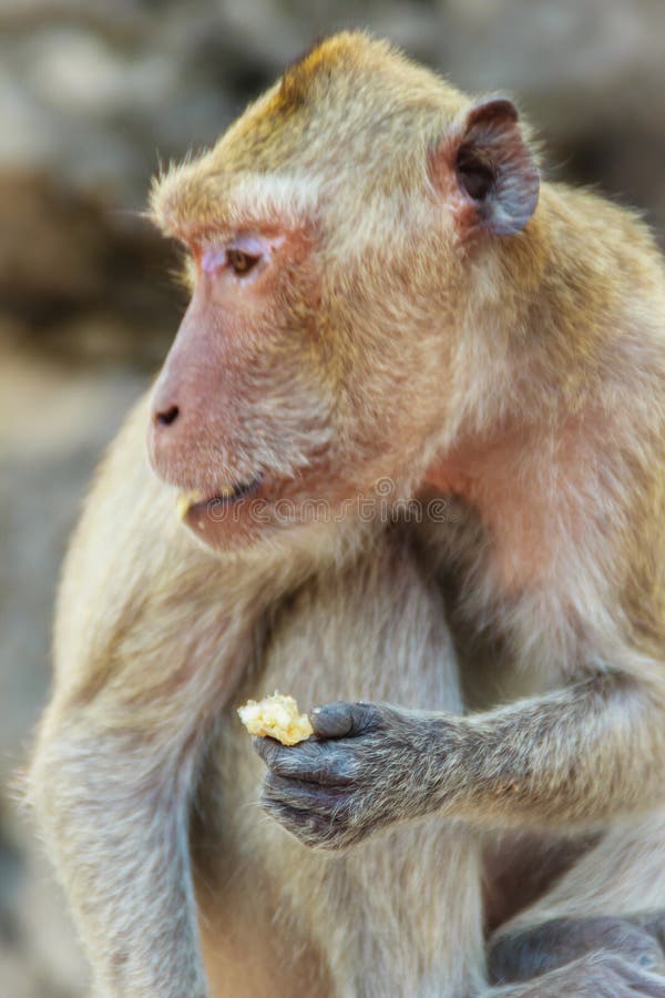 Cute Monkey Sitting and Enjoy Eating Fresh Corn Stock Photo - Image of ...
