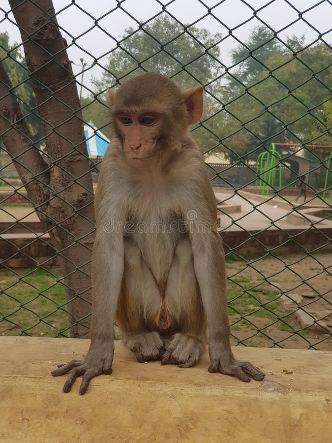 Cute Monkey Sitting with Sad Face Stock Image - Image of rodent, animal ...