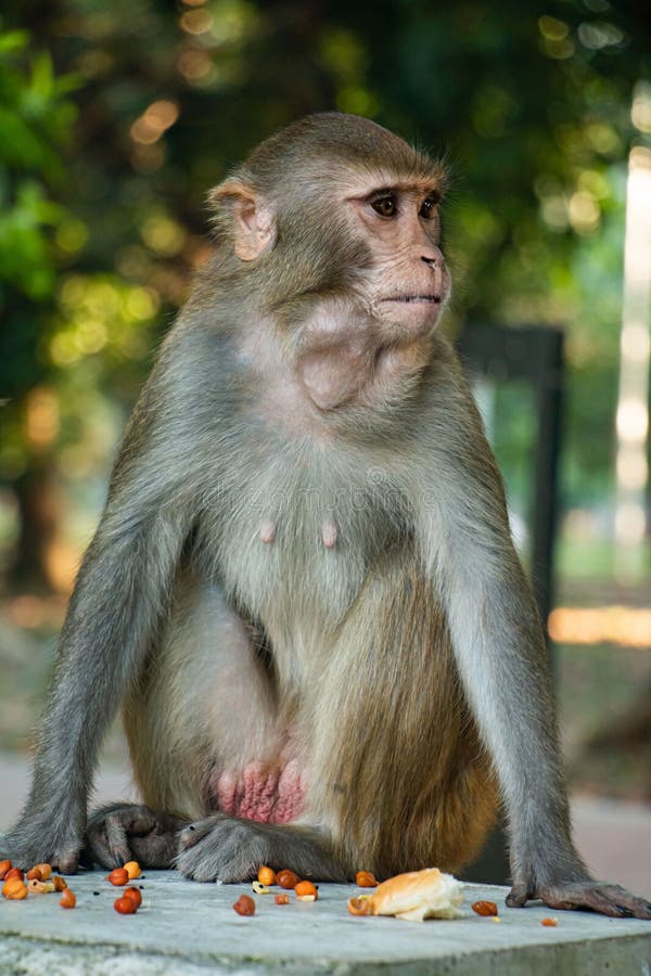 Cute Monkey Sitting on the Stone at the Park on a Sunny Day, Vertical ...