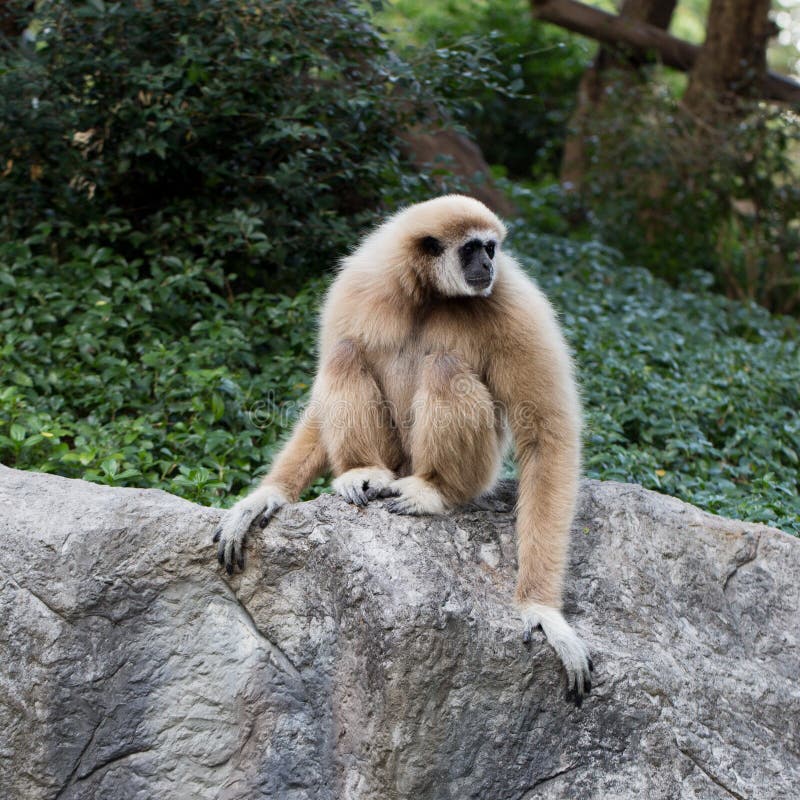 Cute Monkey Sitting on the Stone Stock Photo - Image of hairy, asia ...