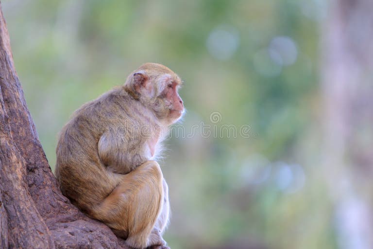 Funny Short Monkey Clips Stock Photos - Free & Royalty-Free Stock ...