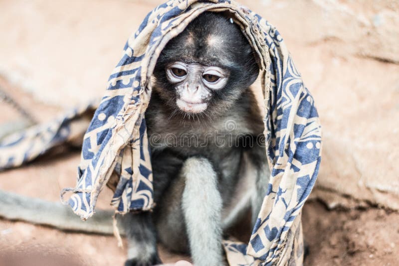 Cute monkey stock image. Image of countries, mediumsized - 92667853