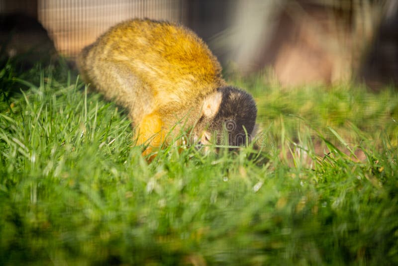 Cute monkey stock image. Image of funny, mammal, wild - 241363909