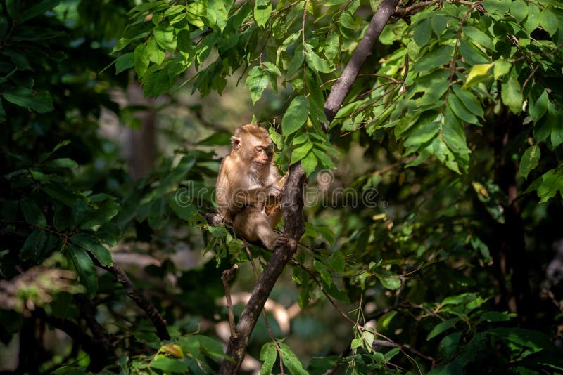 A Cute Monkey on the Tree ,Monkey Climbing Tree. Stock Photo - Image of ...