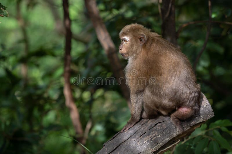 A Cute Monkey on the Tree ,Monkey Climbing Tree. Stock Photo - Image of ...