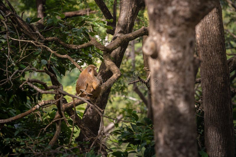 A Cute Monkey on the Tree ,Monkey Climbing Tree. Stock Image - Image of ...