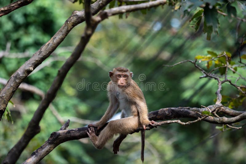 A Cute Monkey on the Tree ,Monkey Climbing Tree. Stock Photo - Image of ...