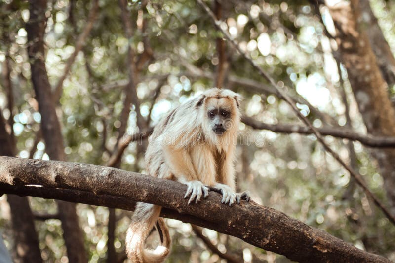 Cute Monkey in a Tree, Knysna, South Africa Stock Image - Image of ...