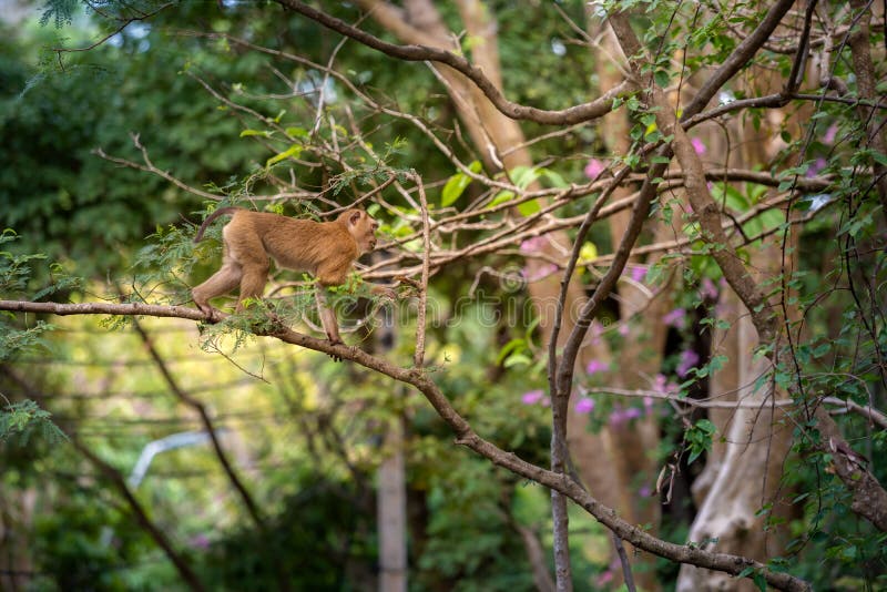A Cute Monkey on the Tree ,Monkey Climbing Tree. Stock Image - Image of ...