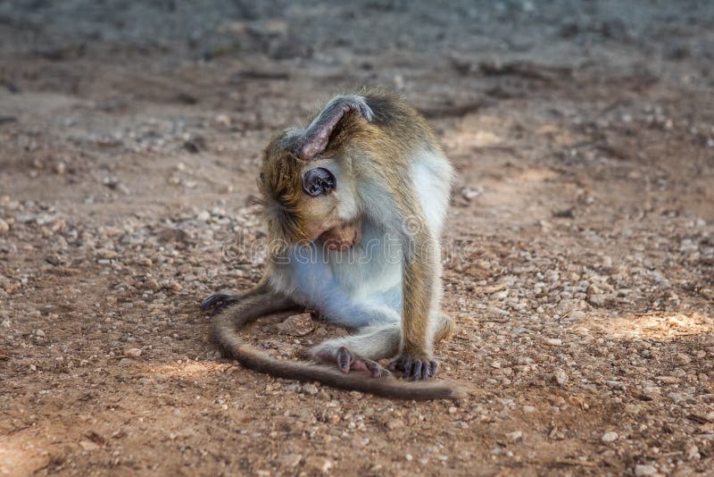 Cute Monkey Trying a New Yoga Pose. Barbary Ape or Magot Macaca ...