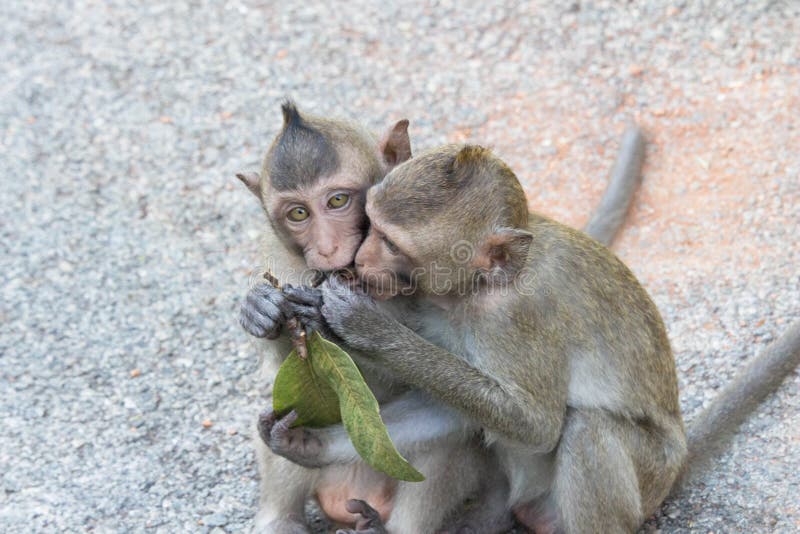 Cute monkeys stock image. Image of primate, temple, forest - 68351327