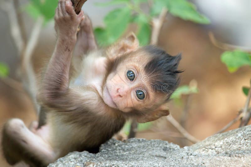 Cute monkeys stock image. Image of monkey, real, wildlife - 70970265