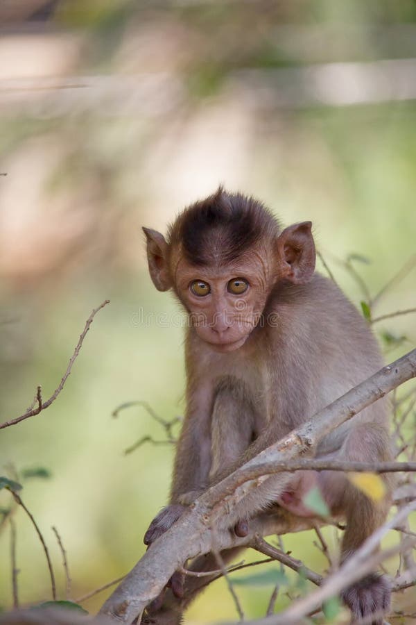 Cute monkeys stock photo. Image of monkey, real, tropical - 71592548