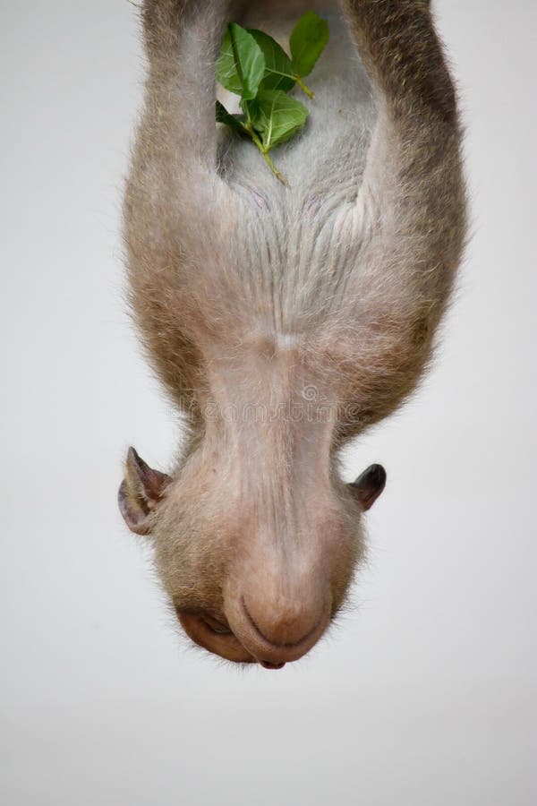 Cute monkeys stock image. Image of real, forest, cute - 73439843