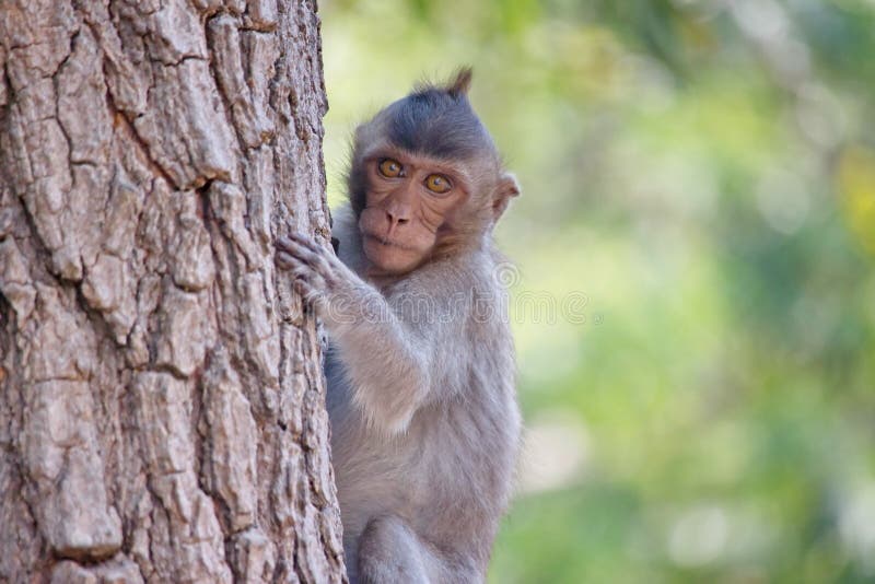 Cute monkeys stock image. Image of forest, real, natural - 76631745