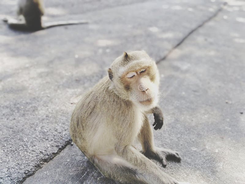 Cute Monkeys are Sitting Comfortably on the Road. Stock Image - Image ...