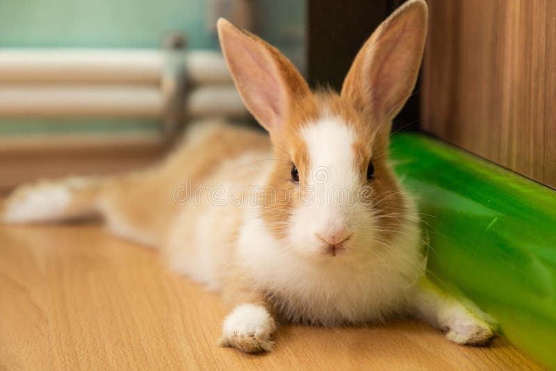 Cute 3 Months Old Bunny Rabbit Face Stock Image - Image of animal ...