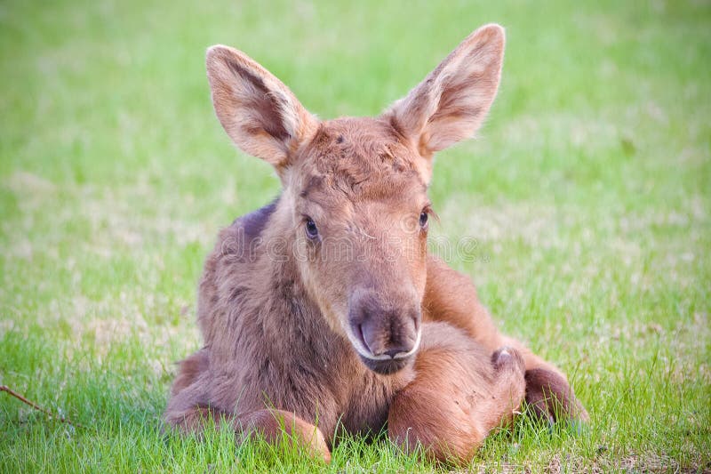Cute Moose Calf stock image. Image of calf, grassland - 284280777