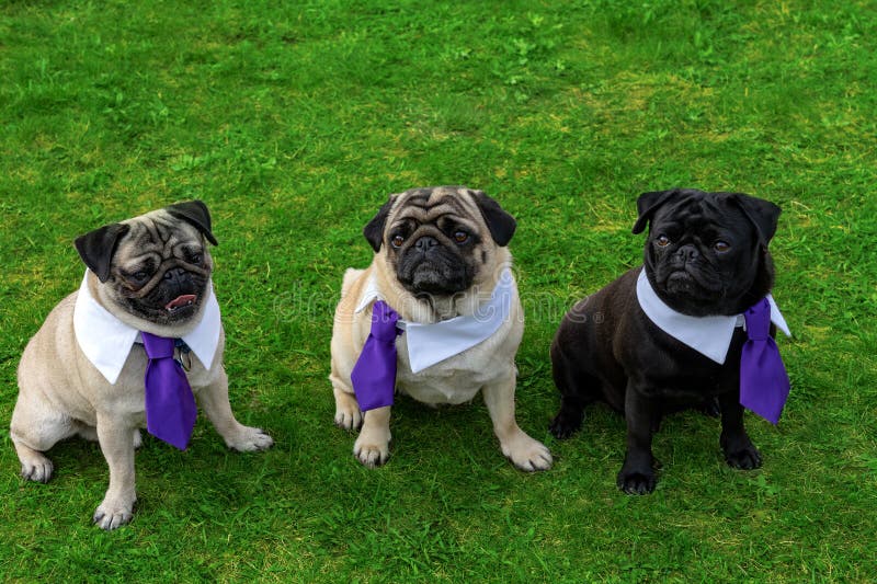 3 Cute Mops Dogs on Gras Field Dressed Up in Tie Stock Photo - Image of ...