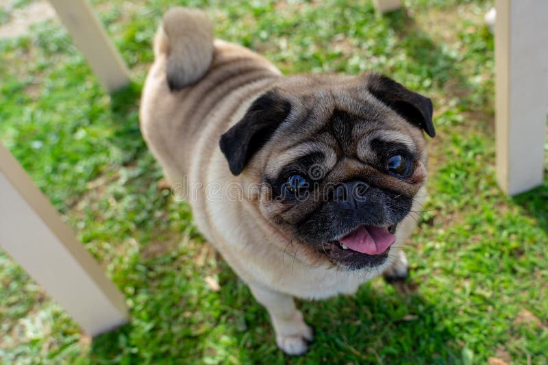 Cute Mops Pug Dog Looking Up into the Camera Stock Photo - Image of ...
