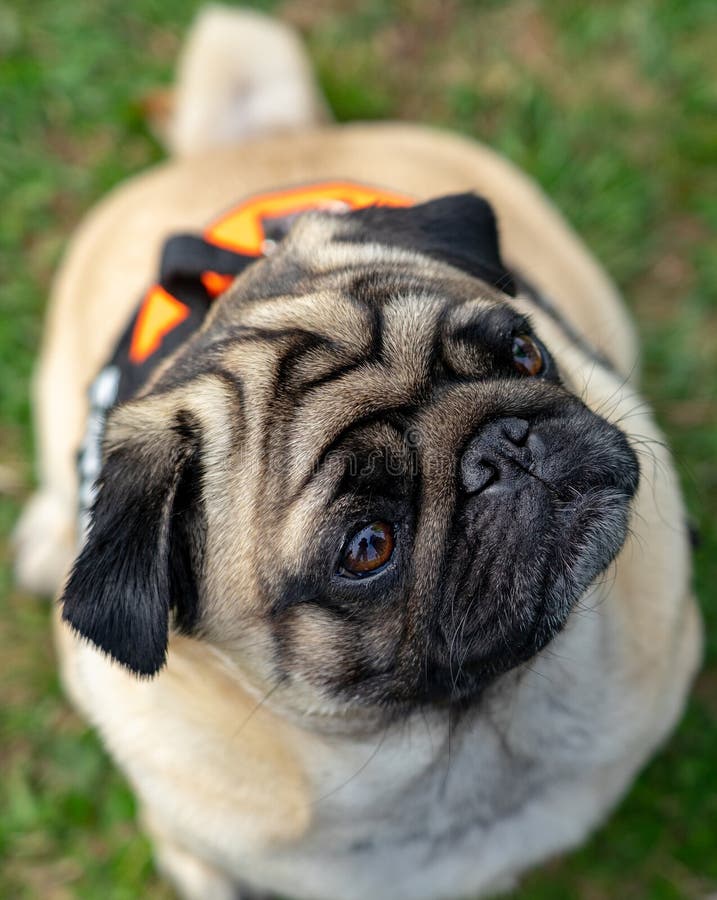 Cute Mops Pug Dog Looking Up To His Trainer Close Up Stock Photo ...