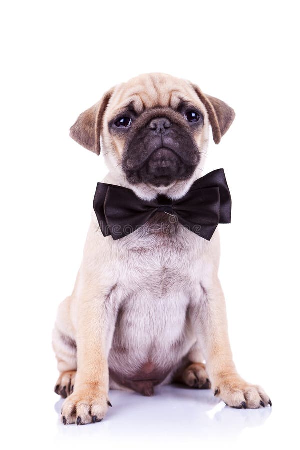 Adorable Fawn Pug Puppy Posing on White Stock Photo - Image of little ...