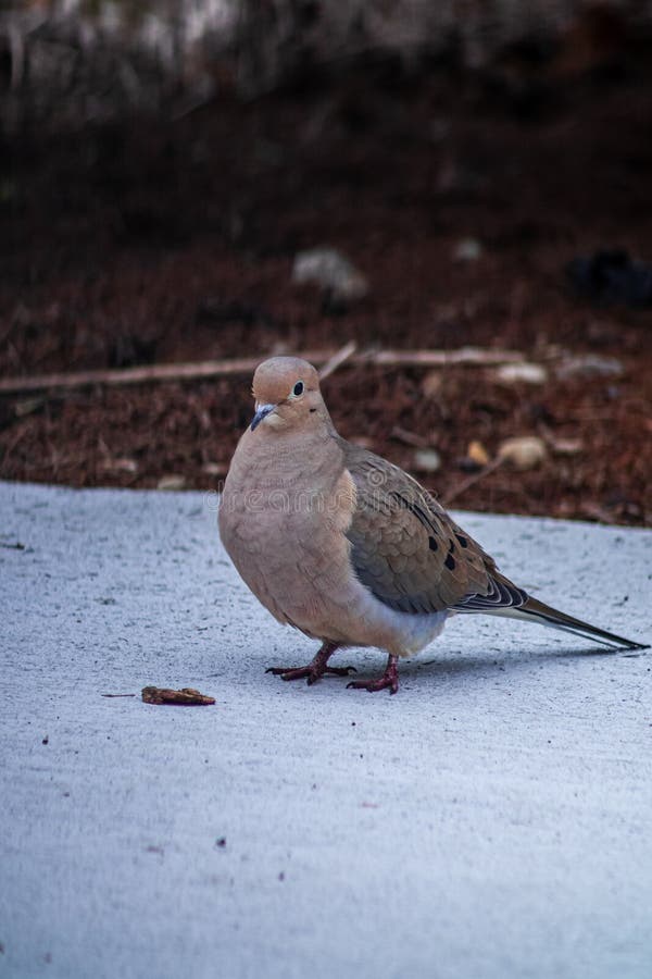 Morning Dove on Concrete in Spring Stock Image - Image of spring ...