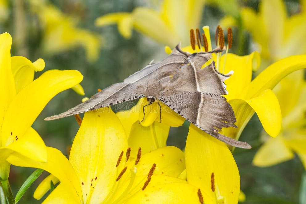 Cute moth on lily flower stock photo. Image of macro - 86426620