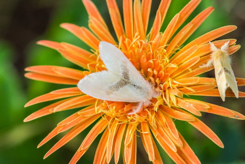 Cute Moth face stock photo. Image of close, orange, park - 8409024