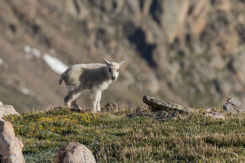 Cute Mountain Goat Kid in the Alpine Stock Image - Image of wildlife ...