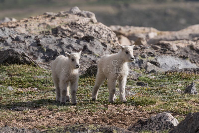 Cute Mountain Goat Kids stock photo. Image of colorado - 95150922