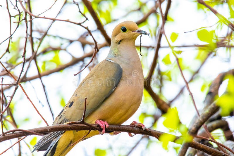 Cute Mourning Dove Portrait Close Up in Spring Stock Photo - Image of ...