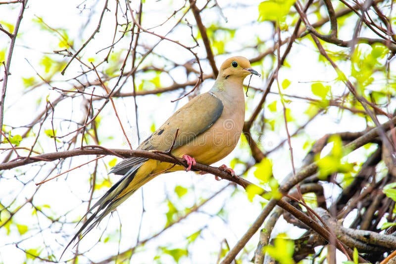 Cute Mourning Dove Portrait Close Up in Spring Stock Photo - Image of ...